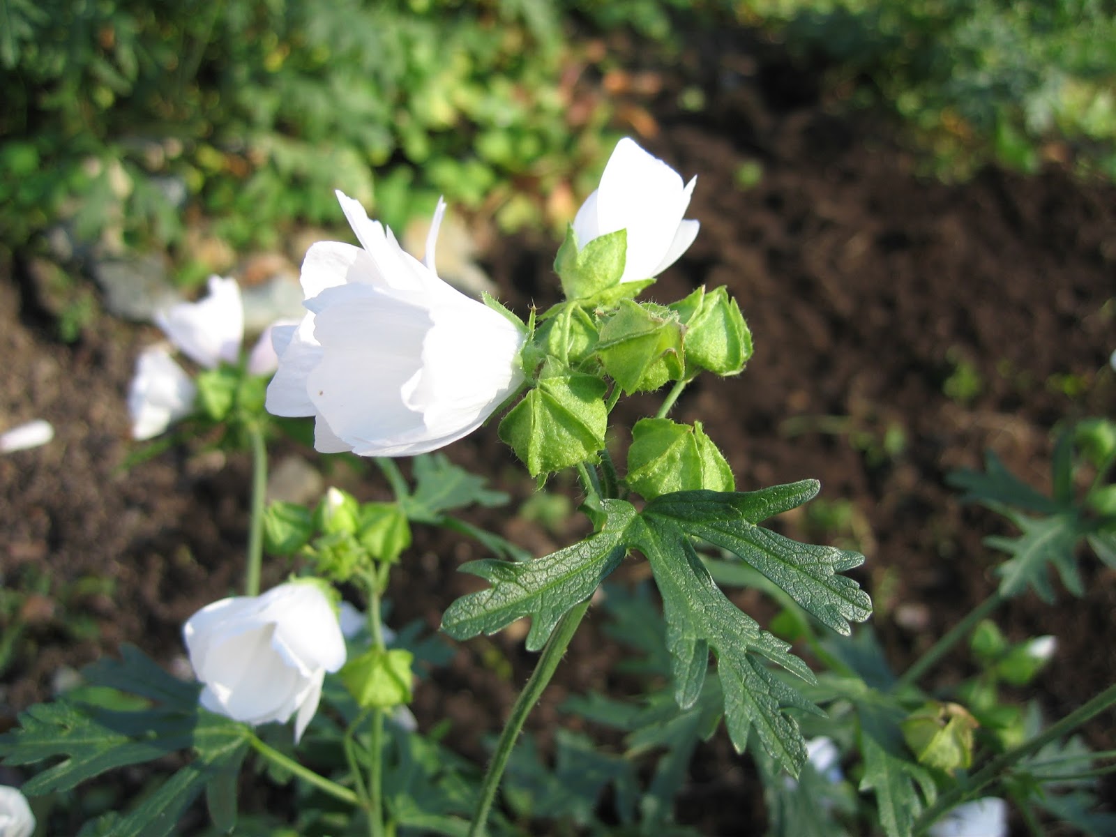 ellevesmaatroll: Hvite blomster
