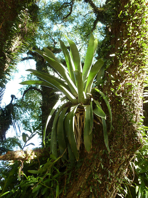 Jardim Tupiniquim: Bromélia Vriesea gigantea