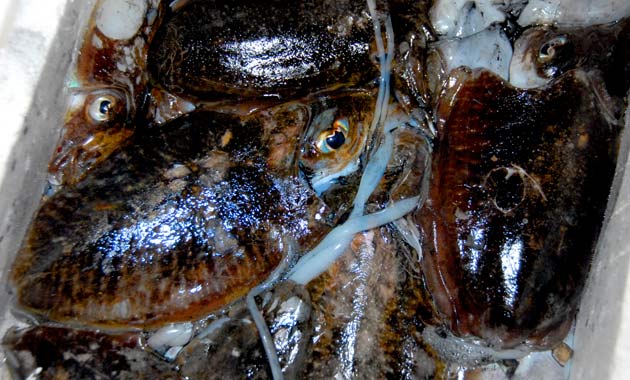 Artes de Pesca: VAMOS A PESCAR CHOCO - SEPIA O JIBIA + LA POTA VOLADORA