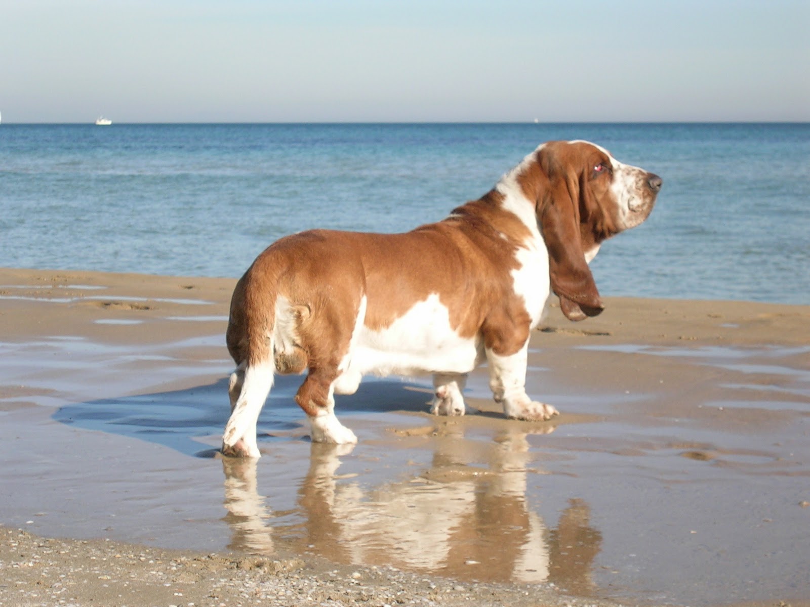 RAZAS DE PERROS: BASSET HOUND