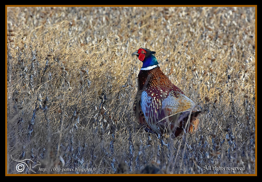 WILDLIFE GATEWAY: Dans le Magnoac