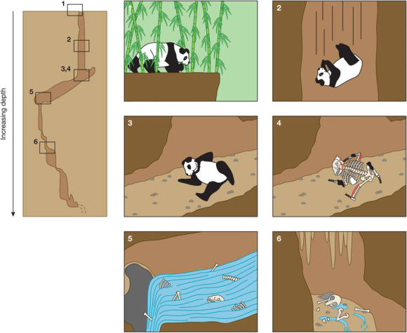 A (palaeo)biologist postdoc's views of the past, present and future ...