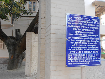 Swami Vivekananda150: NEWS: FULL BLOOMED SWAMIJI MANGAO TREE