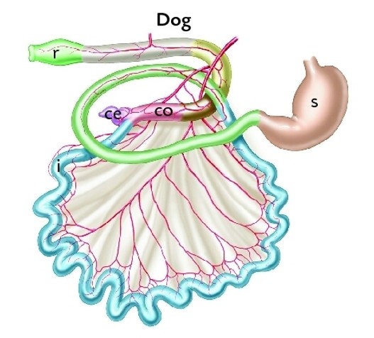 Amiga AnatoVet: Anatomia do Sistema digestório - Intestino delgado ...