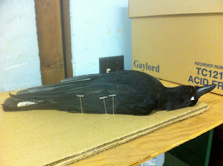 Graveyard Rat: Sam Black Crow or Adventures in Taxidermy