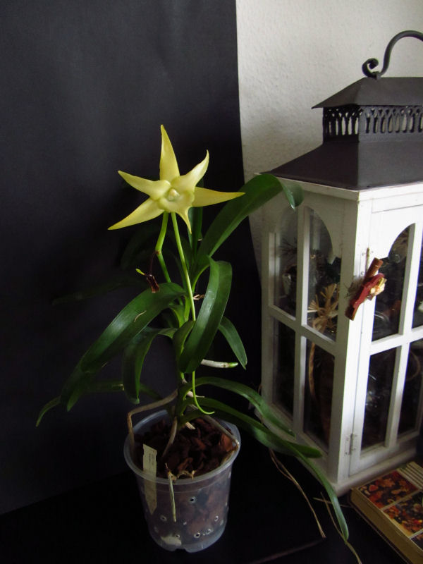 Orchidaceae: Angraecum bosseri