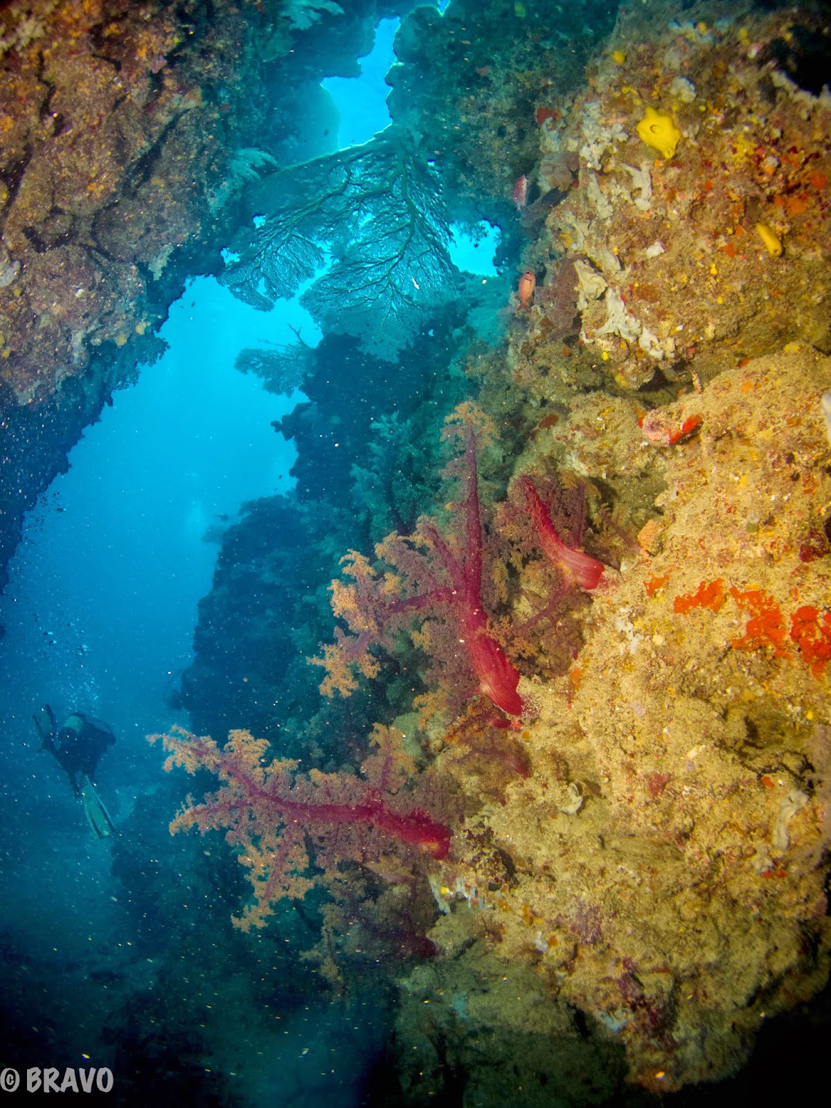 Voyage of Bravo: Exploring the Great Astrolabe Reef.....something for ...