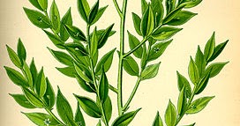 VADEMECUM NATURAL. FARMACOGNOSIA.: RUSCO