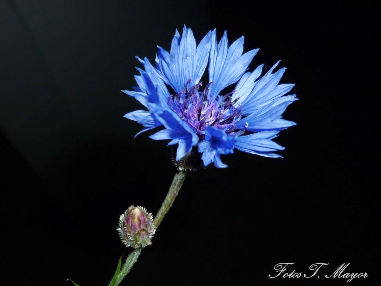 Flores y plantas silvestres: " Centaurea cyanus ". Aciano, Azulejo ...