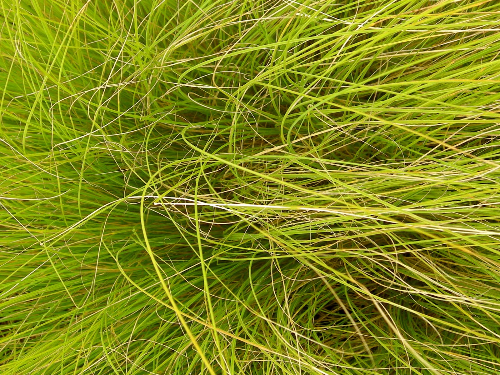 Jabberwocky: bushgrass