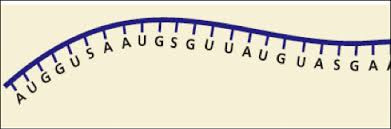 RNA - Substansi Genetika | de Biology