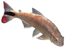PEIXE TABARANA (Salminus hilarii) ~ Klima Naturali™