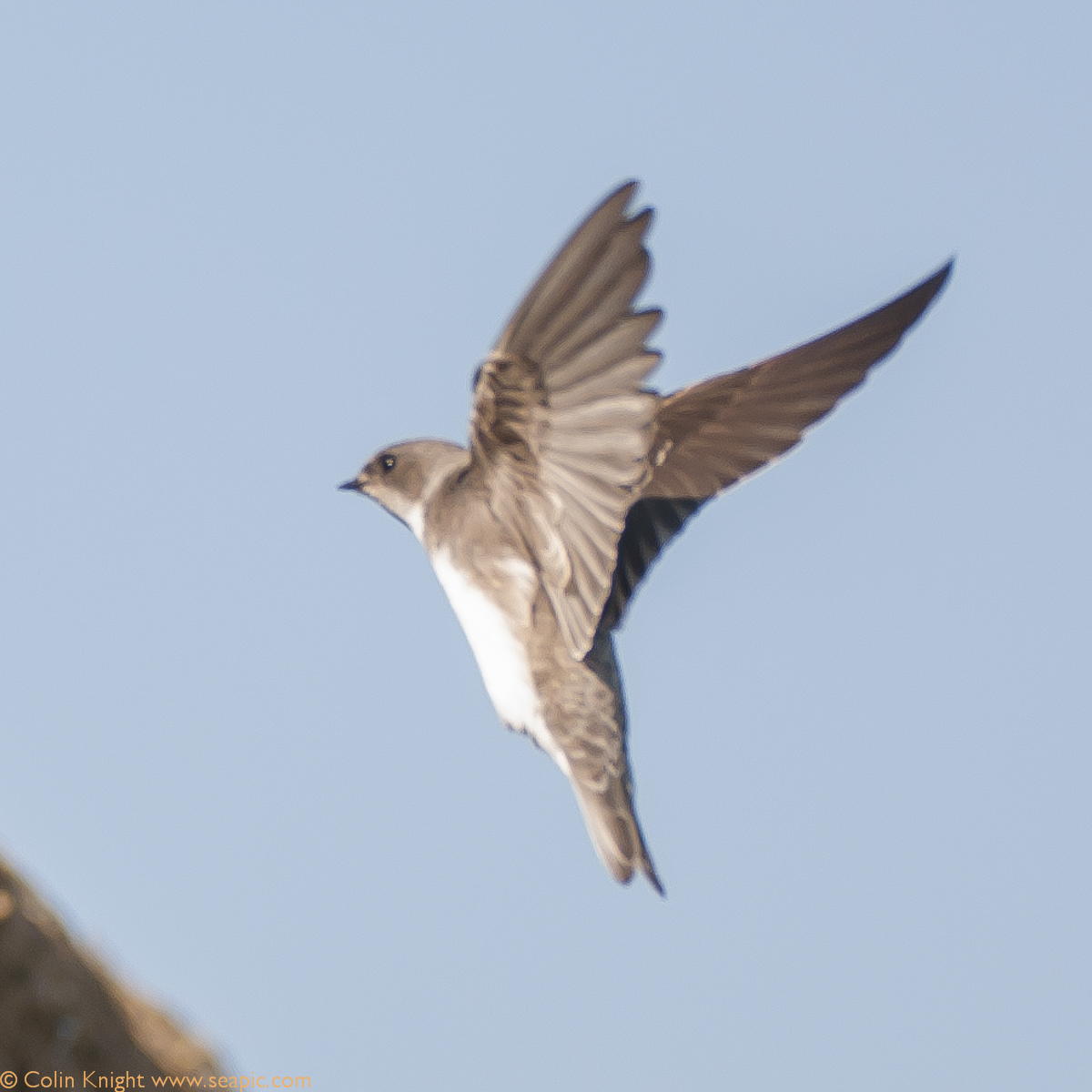 Postcards from Sussex: Sand Martins in flight