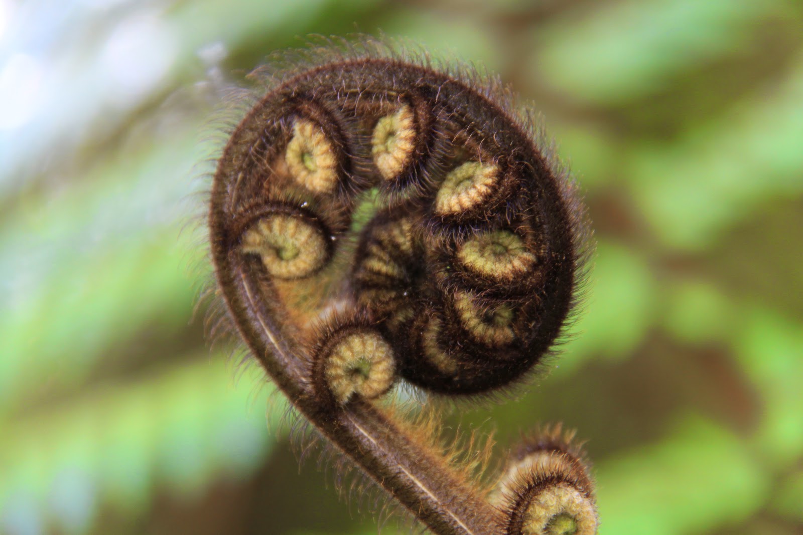 Jardim da Lucinha: Punga Fern -Cyathea Dealbata