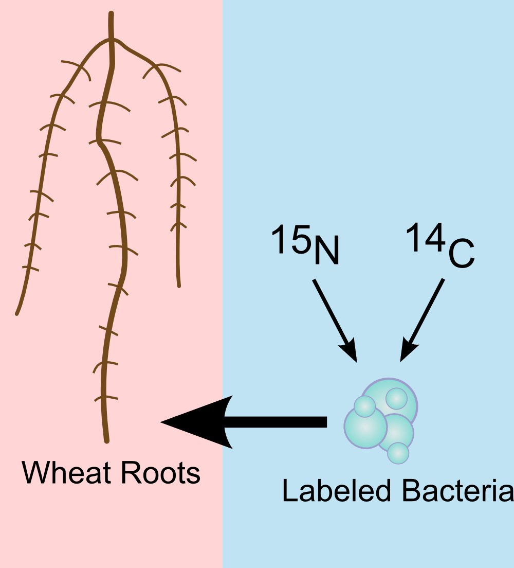 Root Biology News