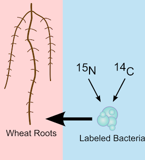 Root Biology News