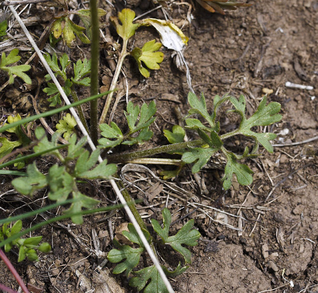 Paseos por la naturaleza: Ranunculus ollissiponensis subsp alpina