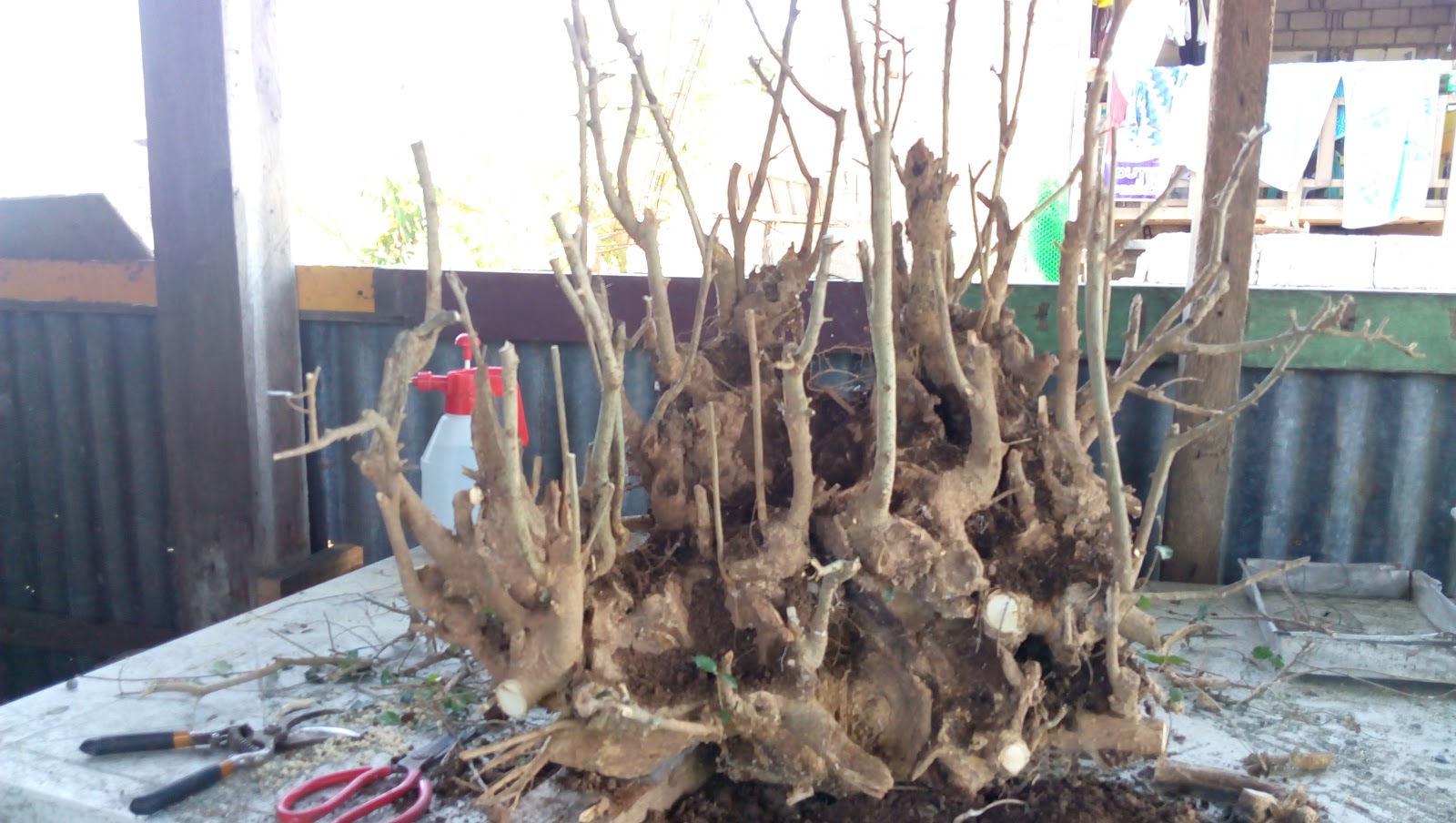 Bonsai Hunting In Oriental Mindoro Philippines - Pinoy Bonsai