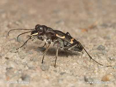 10 SERANGGA PREDATOR