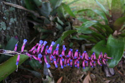 The Rainforest Garden: Aechmea Cylindrata, or Aechmea Gamosepala?
