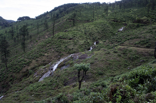 Welcome to Trivandrum District: Bonakkad / Bonacaud