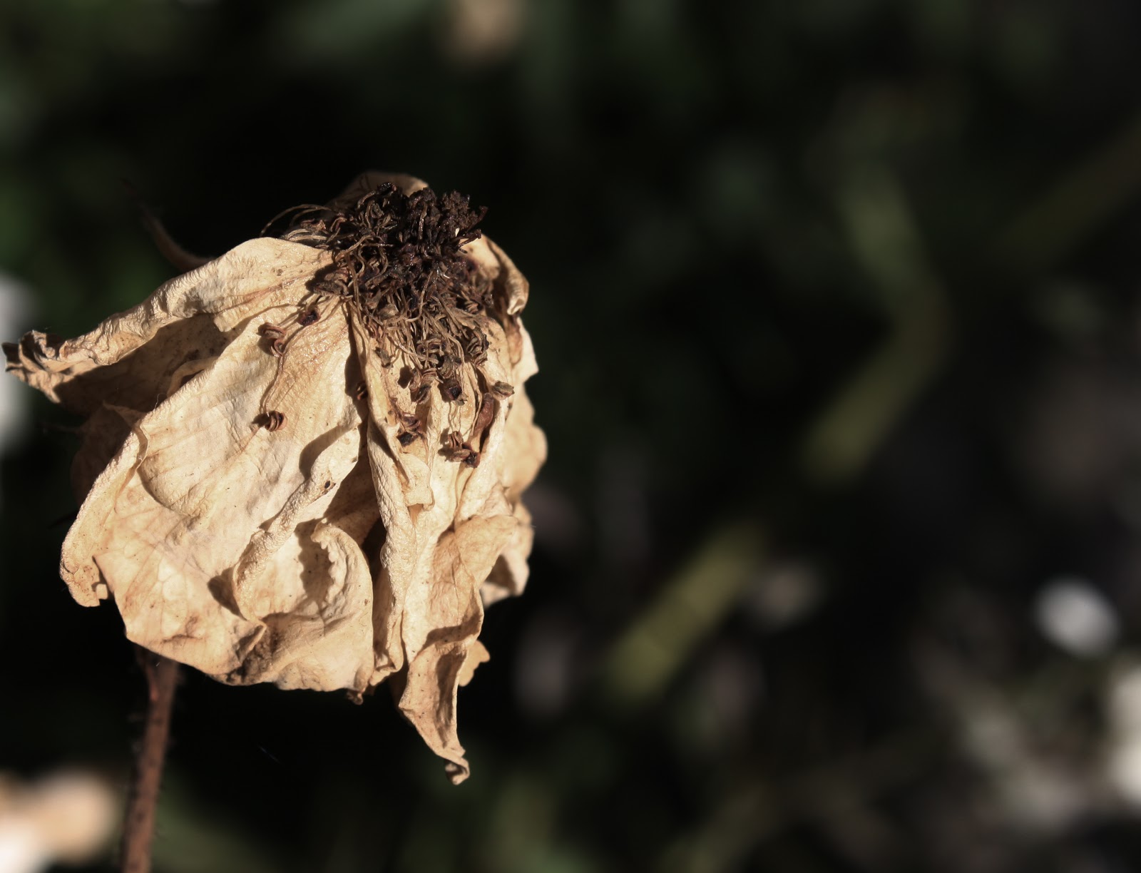 Sierra Elisabeth Photography: The Decay of Nature