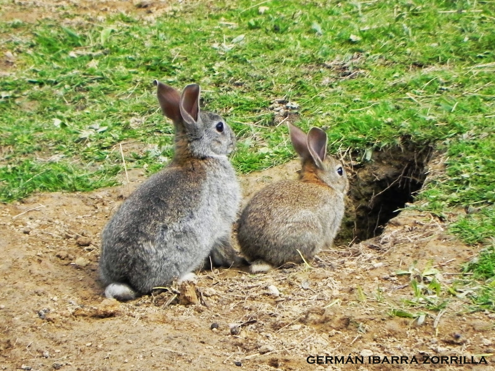 FAUNA COMPACTA el blog de Germán Ibarra Zorrilla: Conejo de monte ...