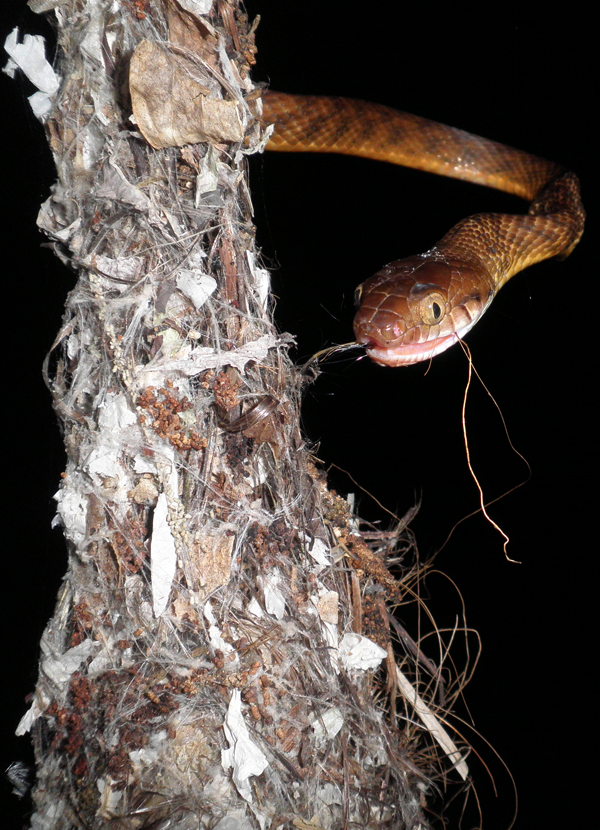 Brown Tree Snake (Boiga irregularis)