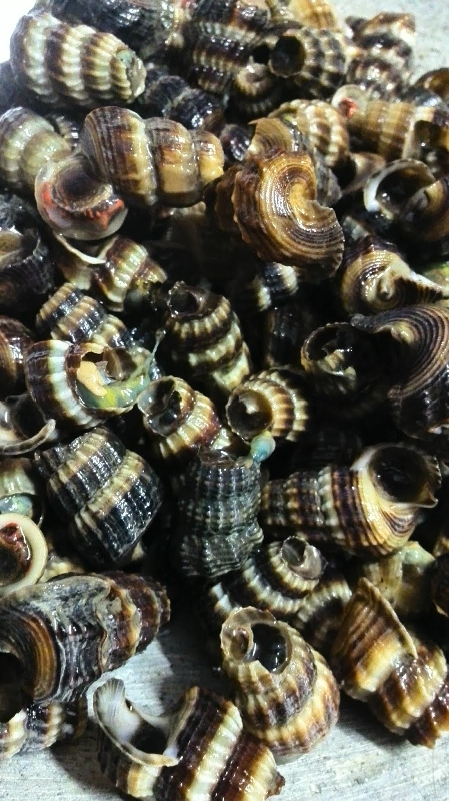 namakucella: GULAI SIPUT BELITUNG vs IKAN LENGAT GORENG