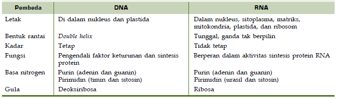 Struktur, Fungsi, Susunan Kimia Penyusun Dan Macam-Macam Jenis Rna ...