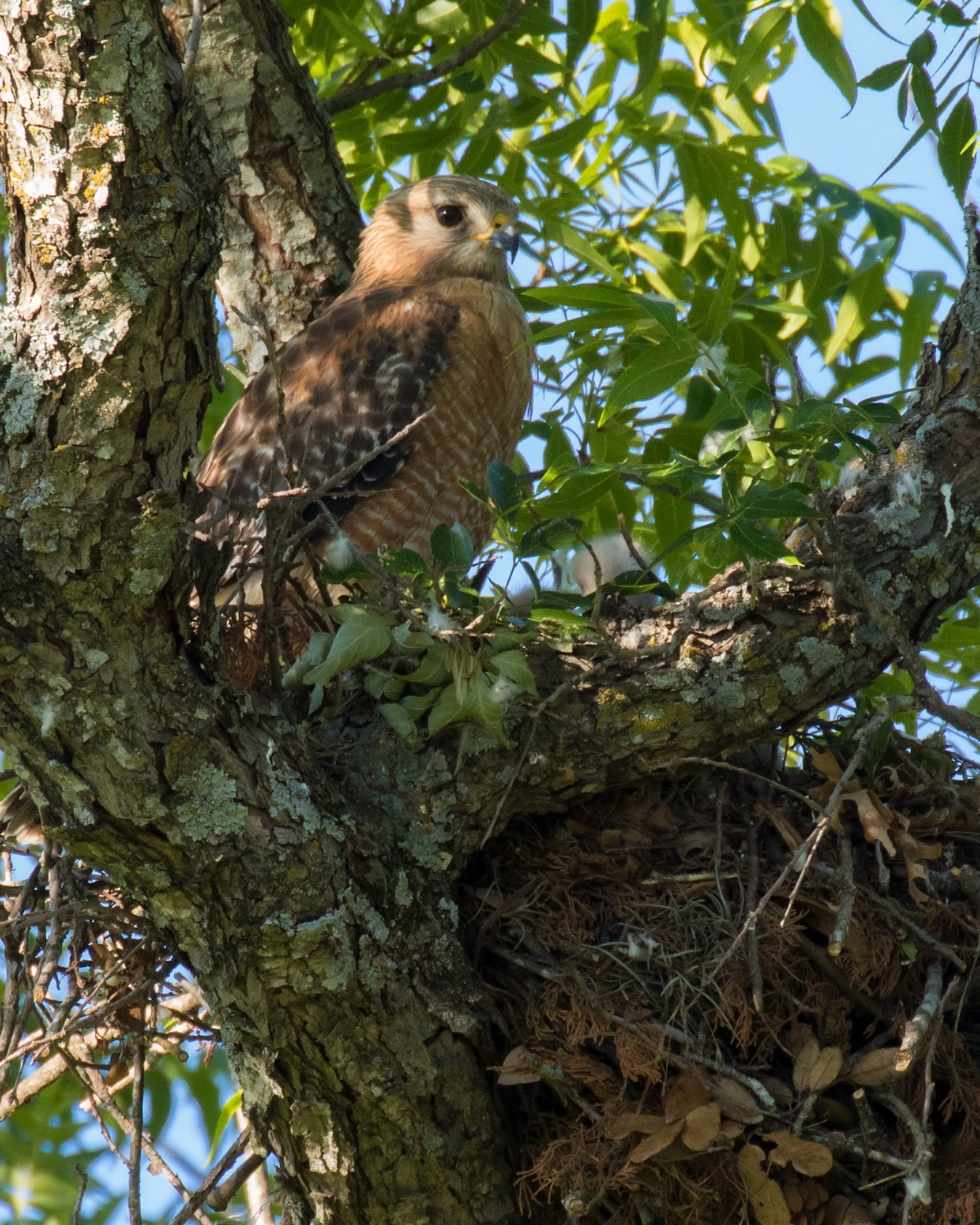 Edward Plumer: Hawk Chicks Visible