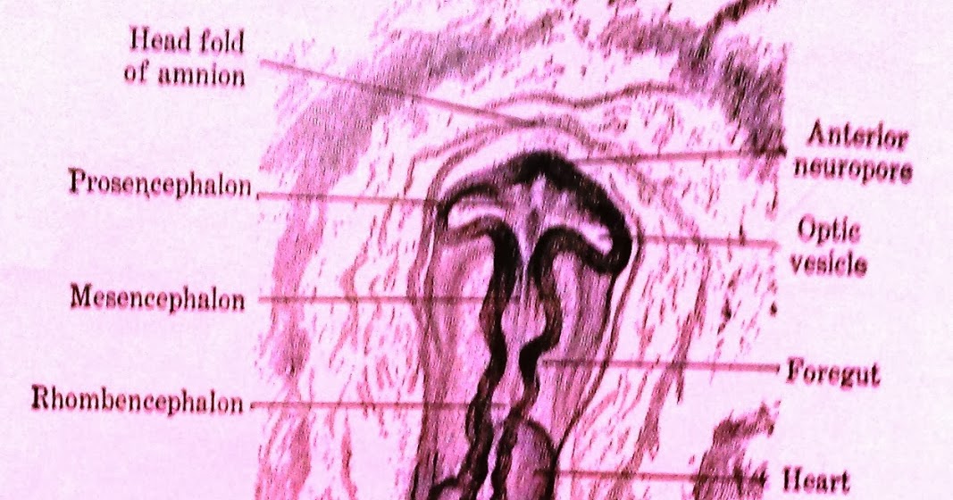 Biolearnspot: 33 hrs chick embryo