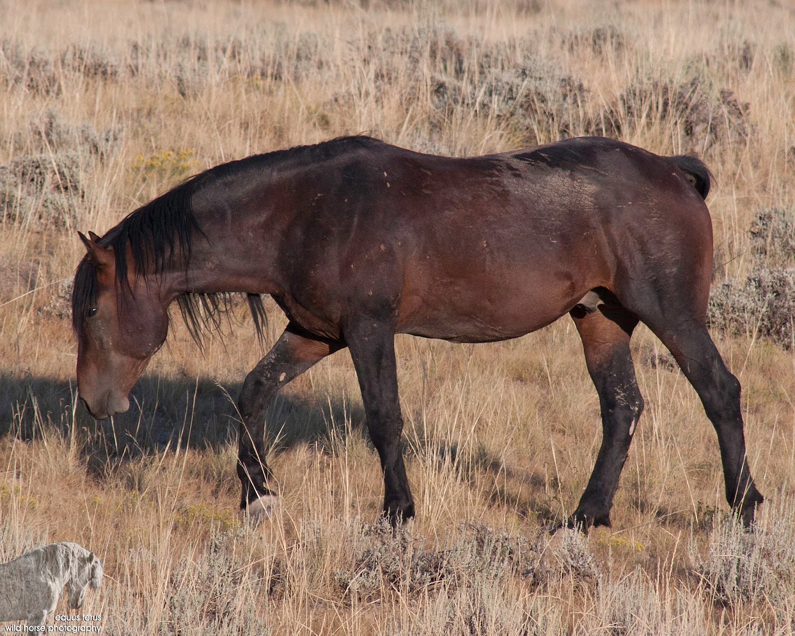 Equus ferus- Wild Horse Photography®: The Cream Dilution Gene