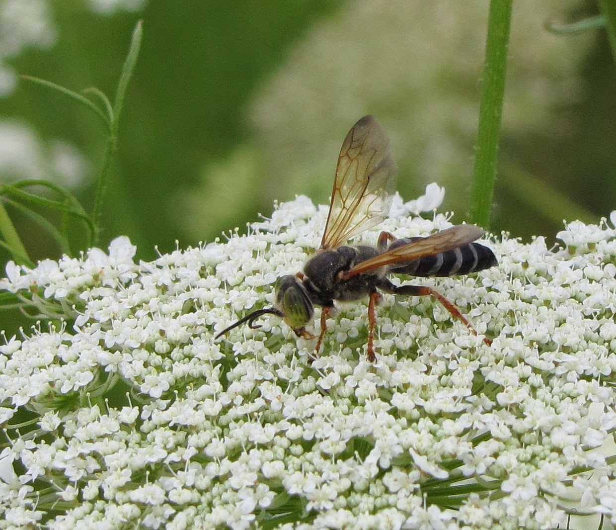 Bug Eric: Green-eyed Wasps, Tachytes
