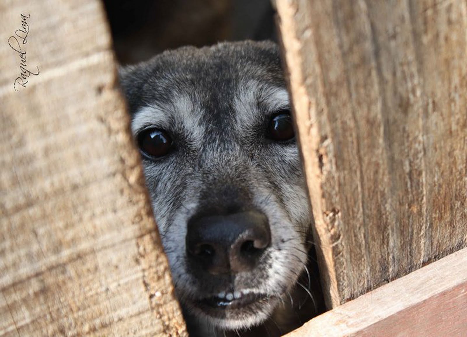 Projeto Pêlo Próximo Campanha De Adoção De Cães E Gatos Neste Sabado