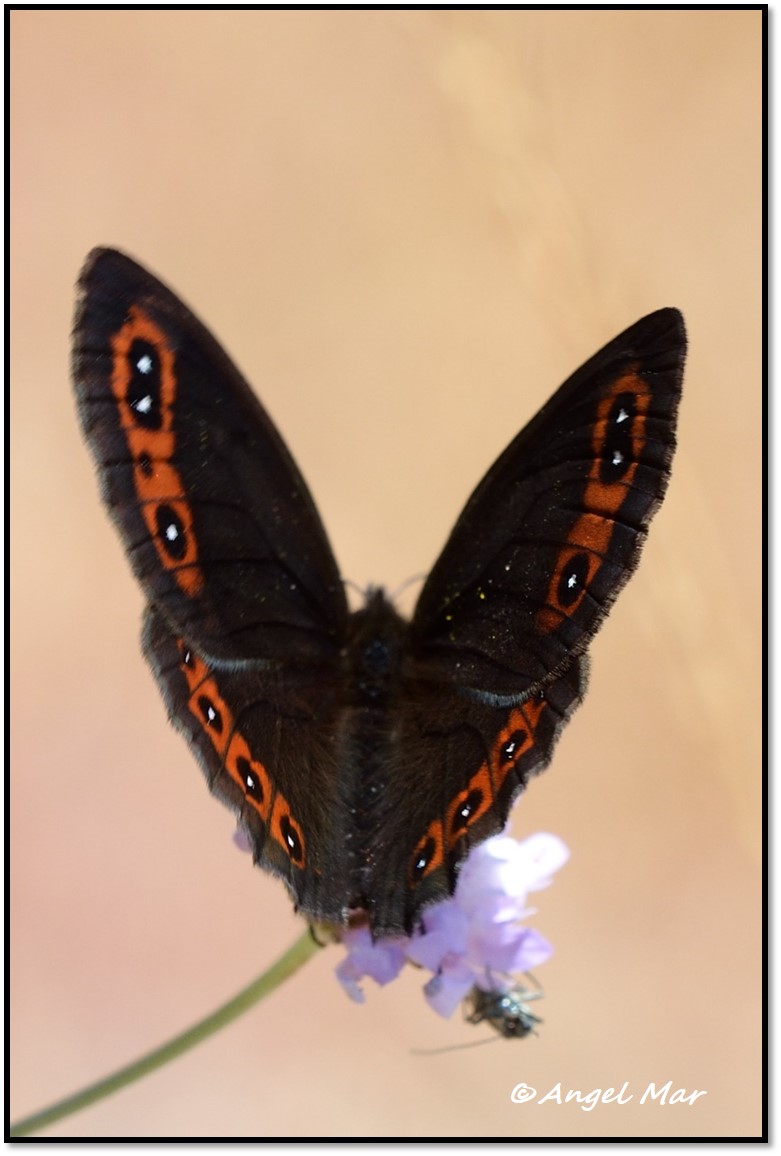 Butterflies and Dragonflies: Erebia palarica - "Chapman's Ringlet ...