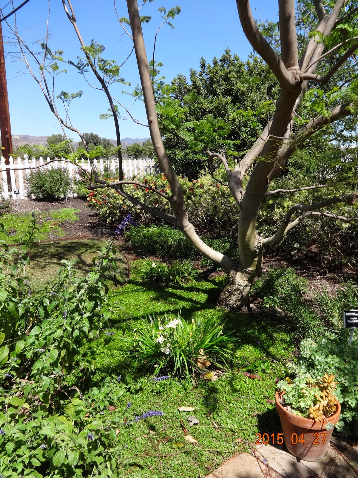 Kurapia® - UC Tested, Science Behind Water Efficient Groundcover ...