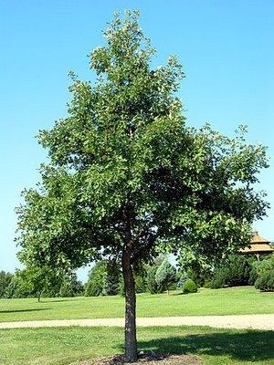 Judice Ecológica: Carvalho