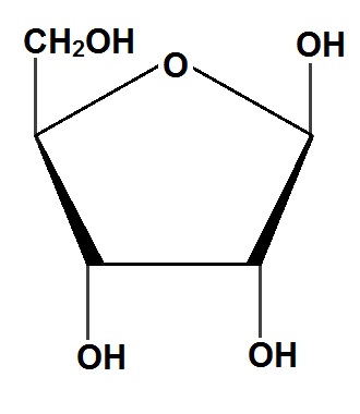 Diagrama De Ribosa