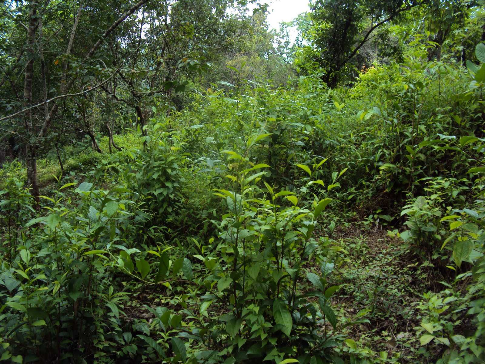 Following the Dreams...: Intercropping Tea with Rubber