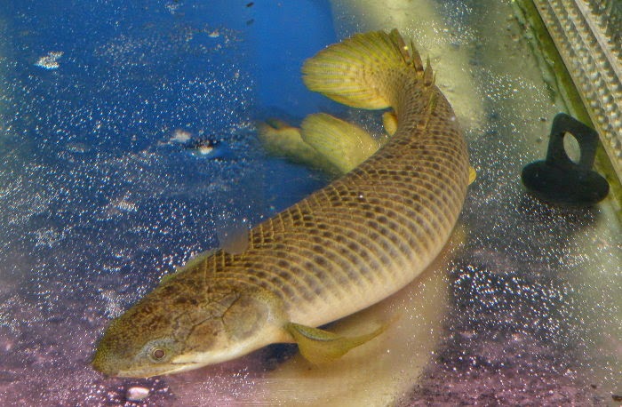 金魚&水族快訊Goldfish & Aquarium Messages: 波利霜斑恐龍(Polypterus palmas polli)