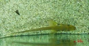 Mahamaya Hiko: Dinema Catfish "Belodontichthys Dinema" , Profil dan ...