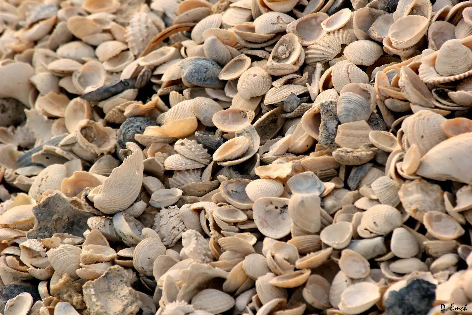 Capture America Journal: Tuesday 1/28/14 shell beach