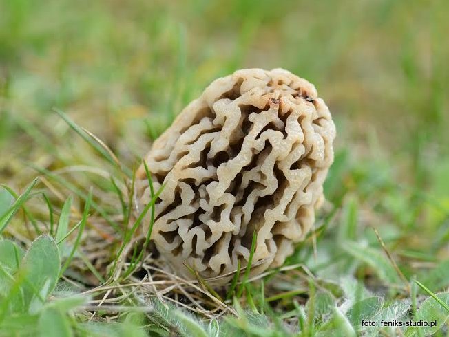 Grzyby gatunkami. Smardz jadalny. Smardz zwyczajny | Smaczna Pyza
