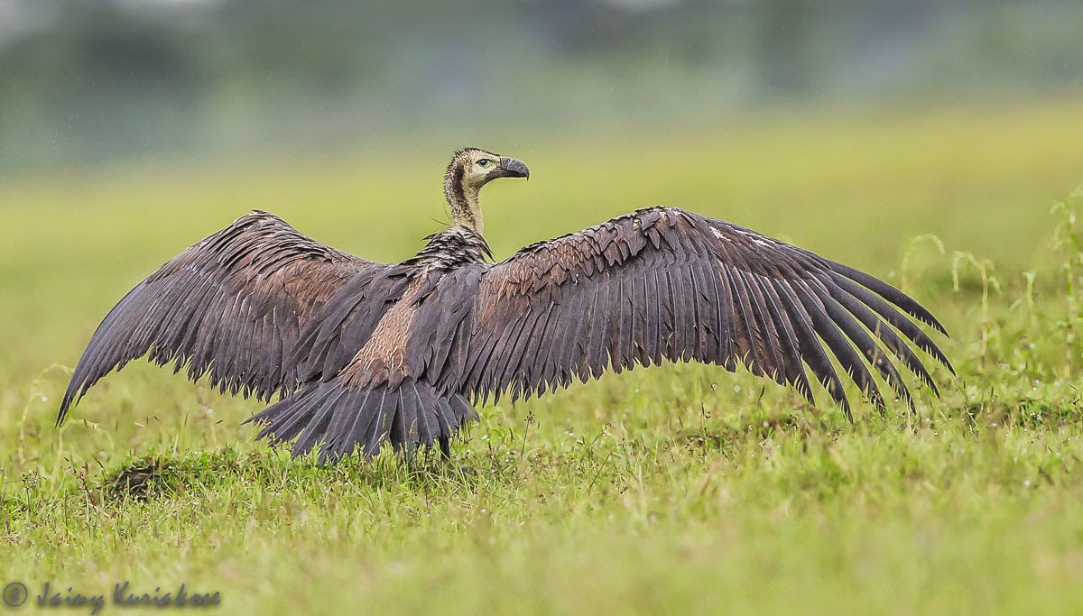 Indian Birds Photography: (delhibirdpix) Slender-billed Vulture 03 ...