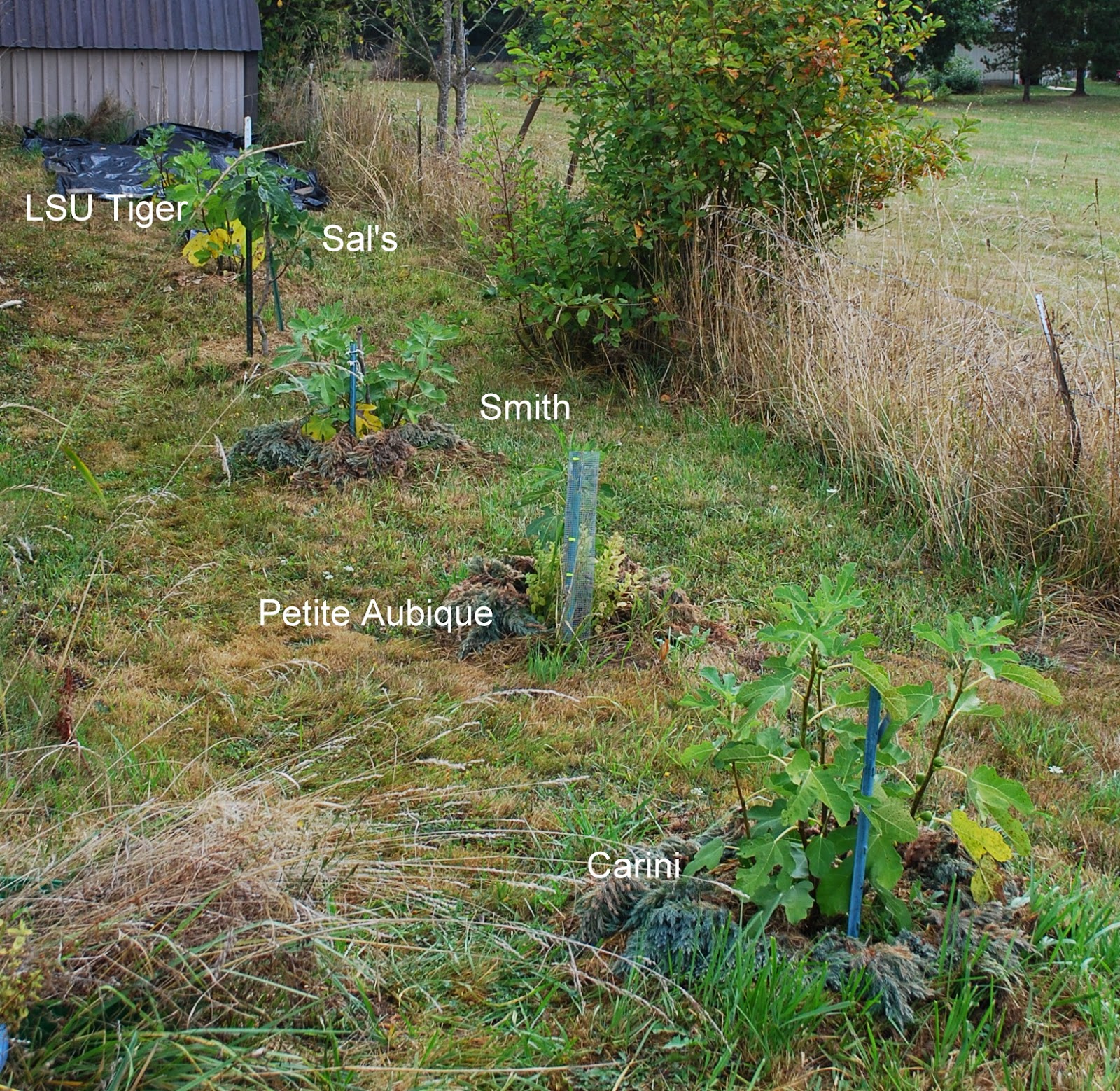 Daniel's Pacific NW Garden: Fig tree Update. 8.31.14