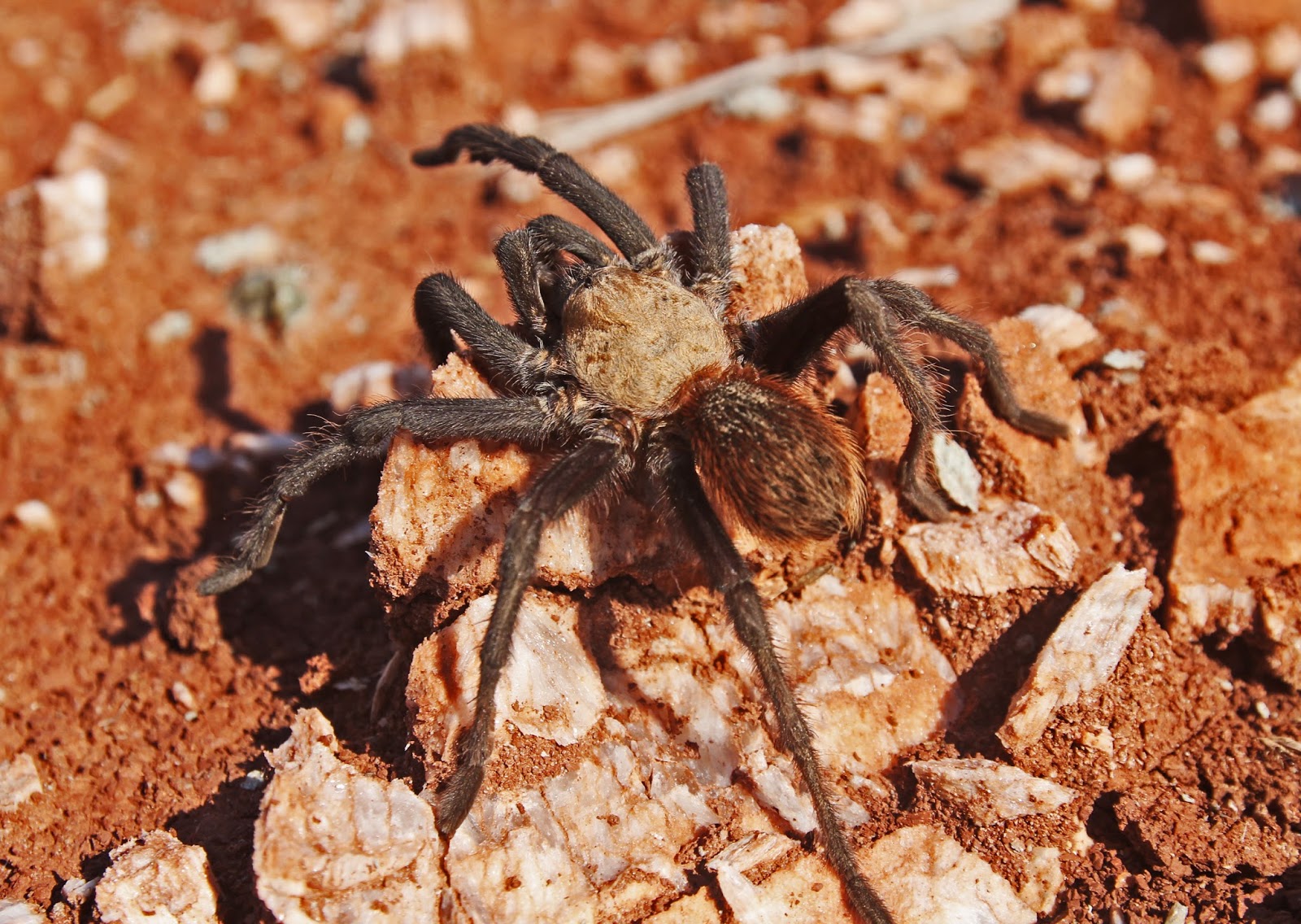 The Kansas Outback: 2021