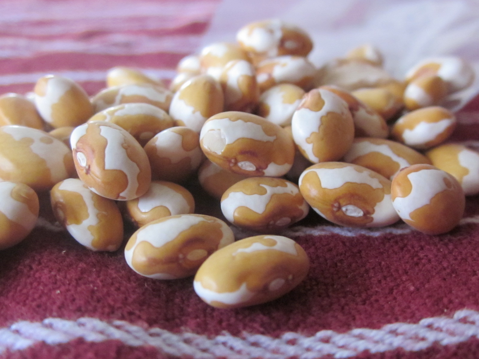 Chef Tess Bakeresse: How You Bean?! Dove Creek, Colorado Rocks!