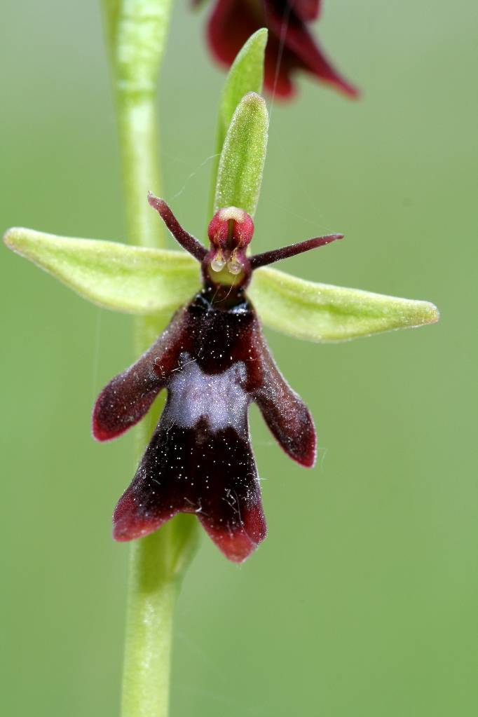 The Fly Orchid – Agent Provocateur of the Plant World ~ Kuriositas