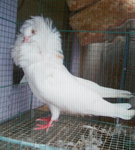 JUAL MERPATI HIAS LOKAL DAN IMPORT: Peluang Usaha Peternakan Merpati Hias